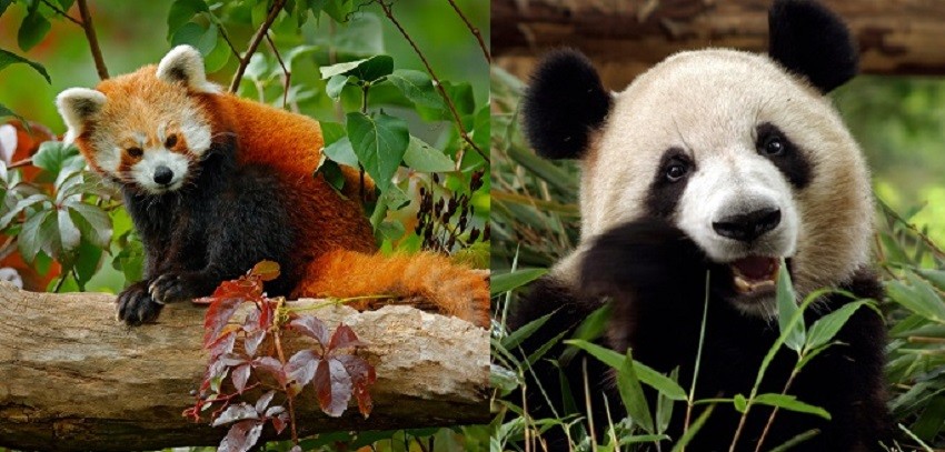 V čem si jsou podobné panda červená a panda velká? | MAGAZÍN.cz