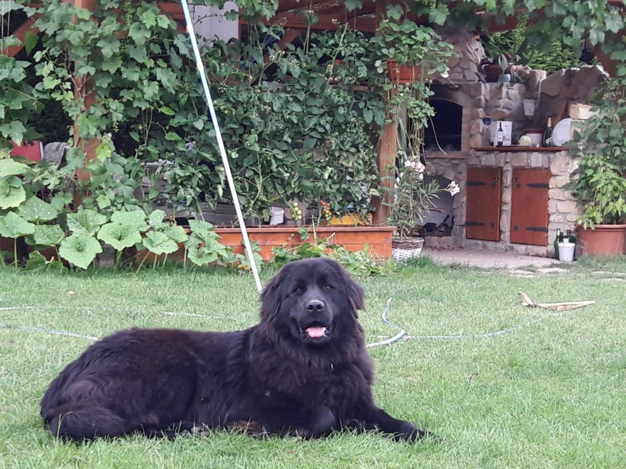 Velký pes, obří láska | MAGAZÍN.cz